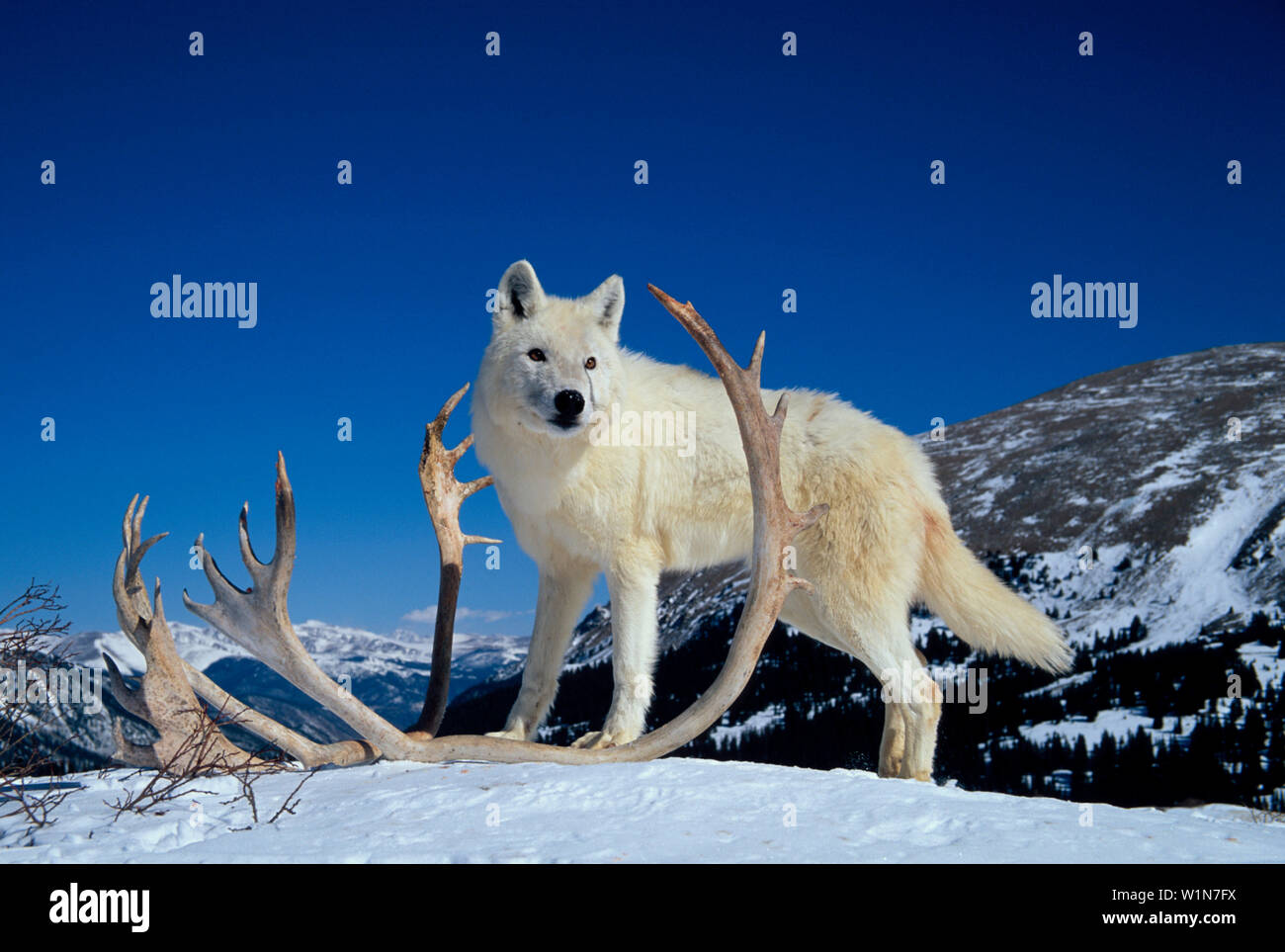 Weisser wolf hi-res stock photography and images - Alamy