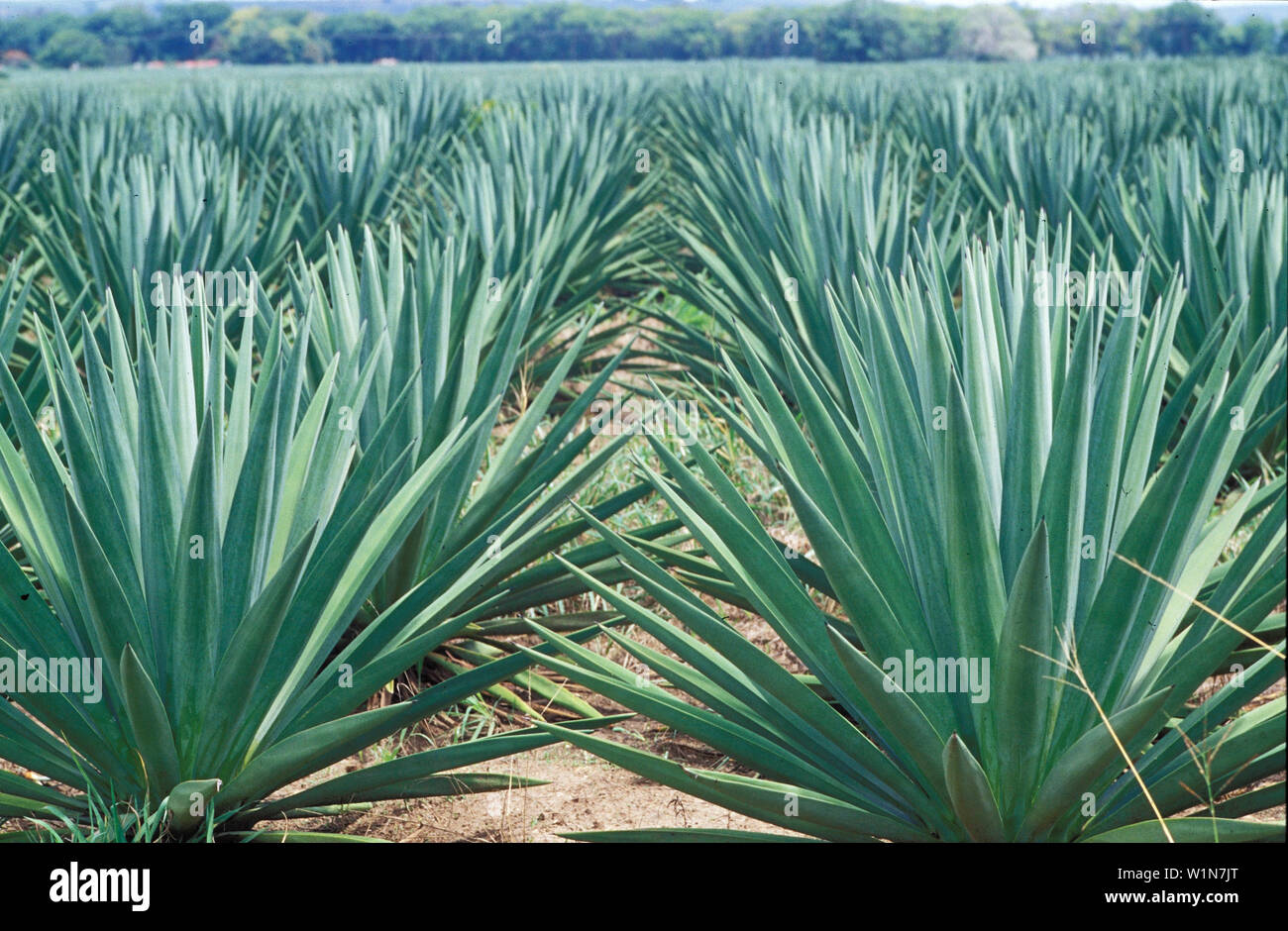 Plant nature hi-res stock photography and images - Alamy