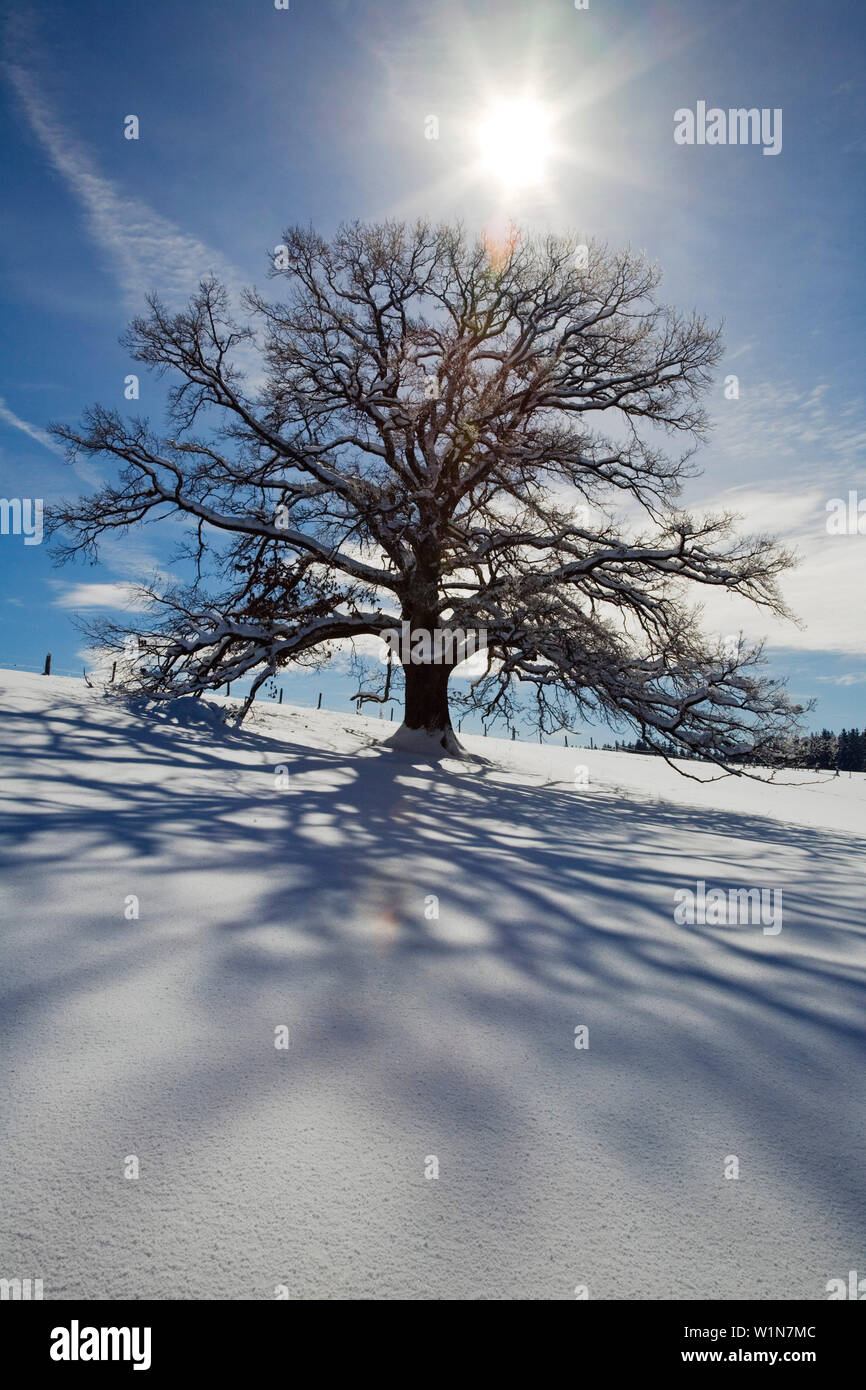 Oak tree symbolism hi-res stock photography and images - Alamy