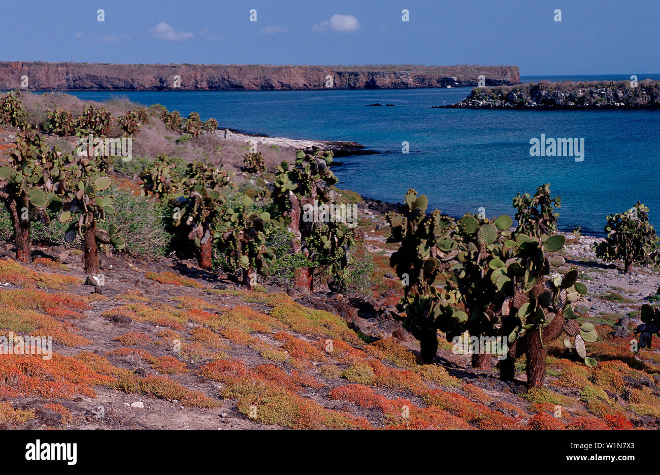 Galapagos Insel South Plaza, Plaza Sur, Galapagos, Galapagos island ...