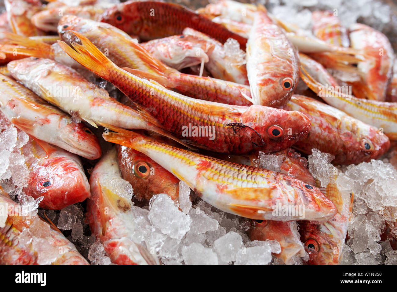 Red mullet fishes Stock Photo - Alamy