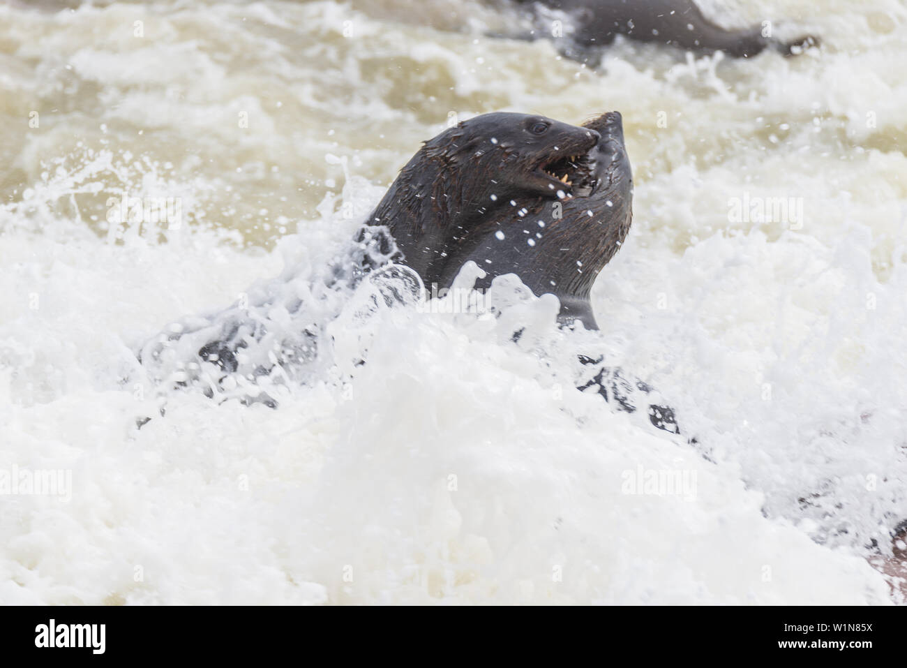 The seal colony at Cape Cross, on the atlantic coast of Namibia, Africa ...