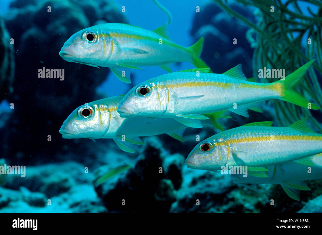 Yellow Goatfish, Mulliodichthys martinicus, British Virgin Islands, BVI ...