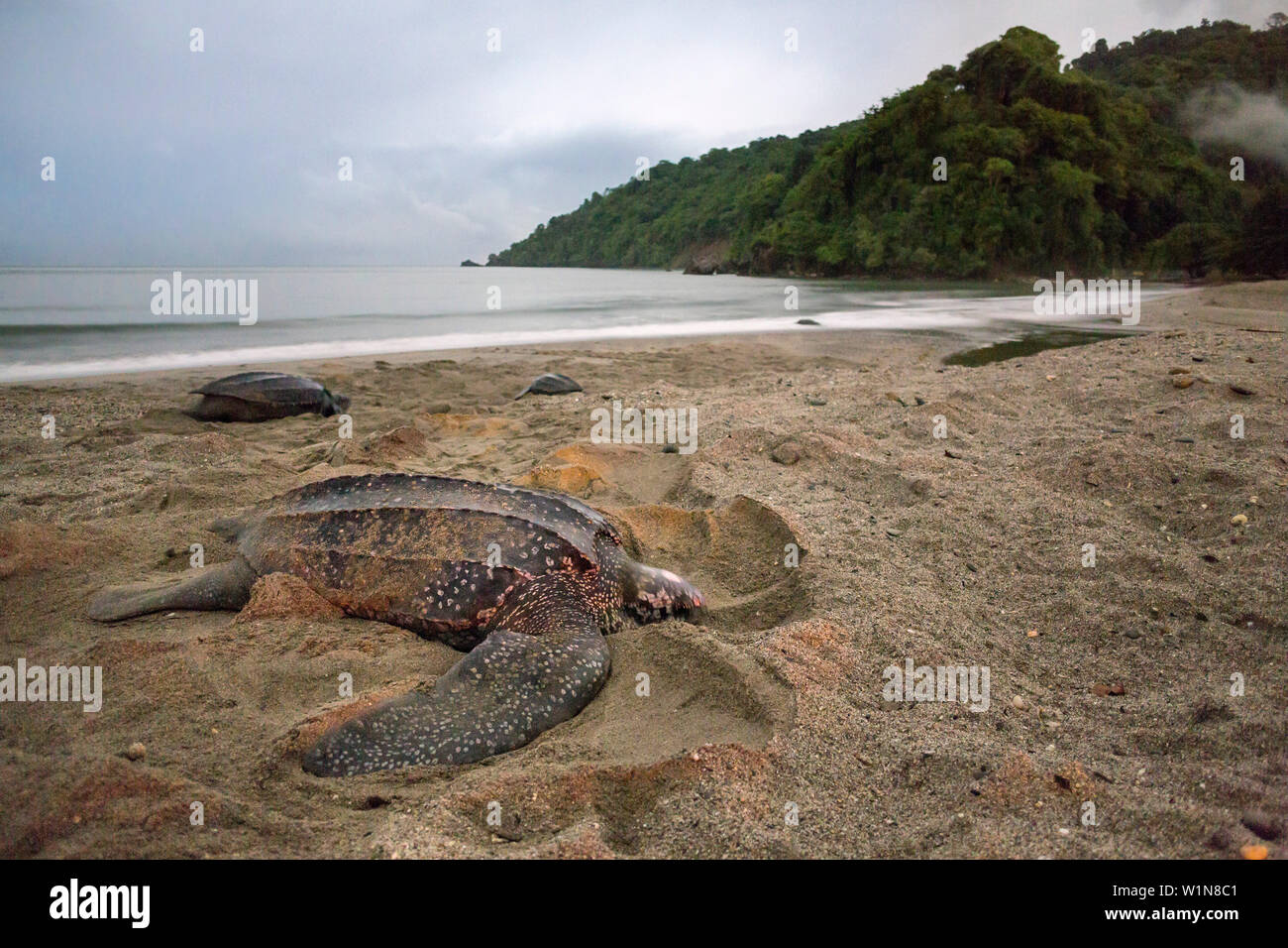 Leatherback turtles hi-res stock photography and images - Alamy