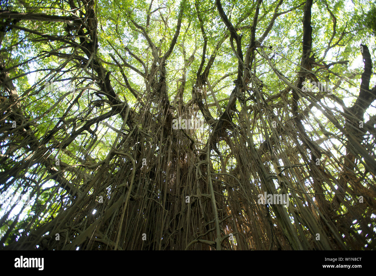 Giant Banyan tree on the island of Tanna Stock Photo - Alamy