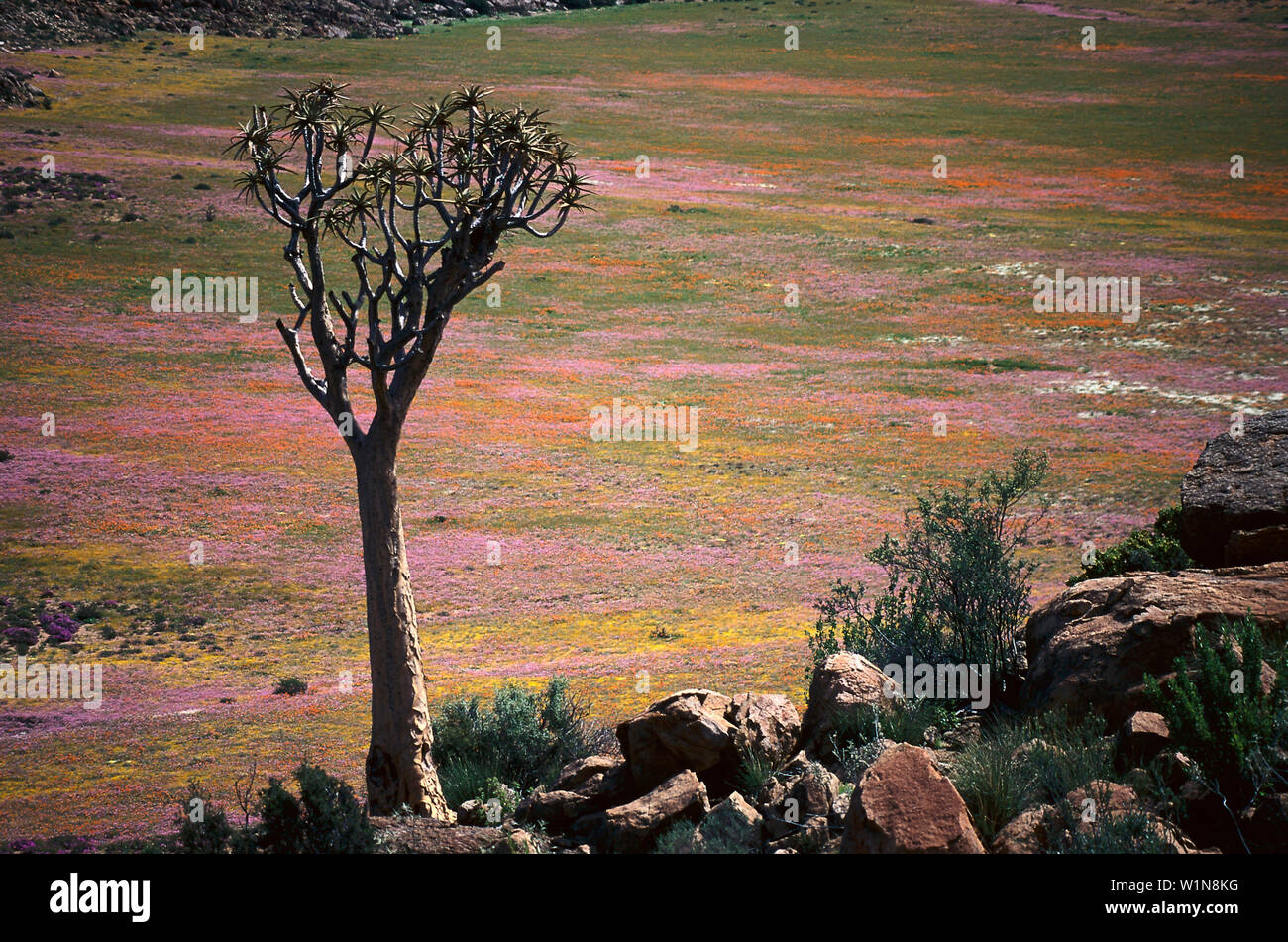 Flower meadow, Spring, Namaqualand South Africa Stock Photo - Alamy