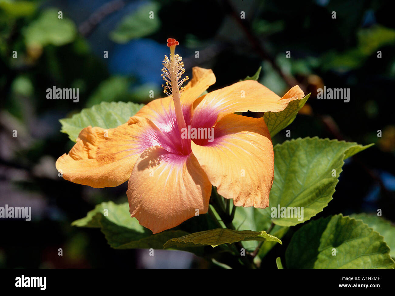 Orange Hibiscus, Aitutaki Cook Islands Stock Photo - Alamy