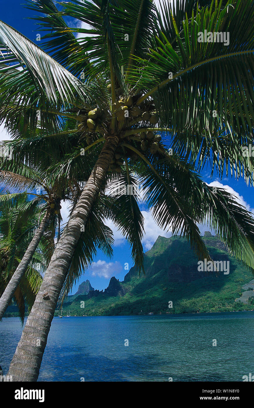 Coconut Trees & Cook´s Bay, Moorea French Polynesia Stock Photo - Alamy