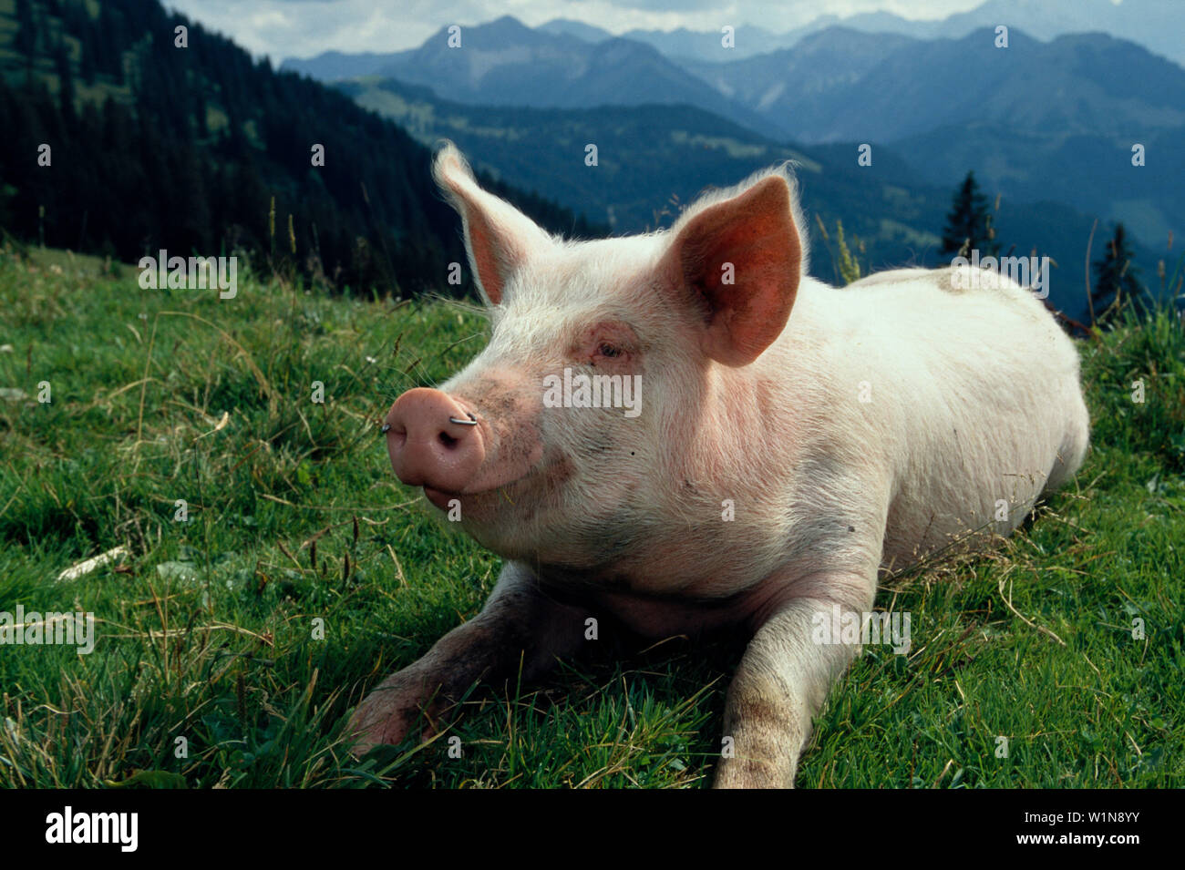 Hausschwein hi-res stock photography and images - Alamy