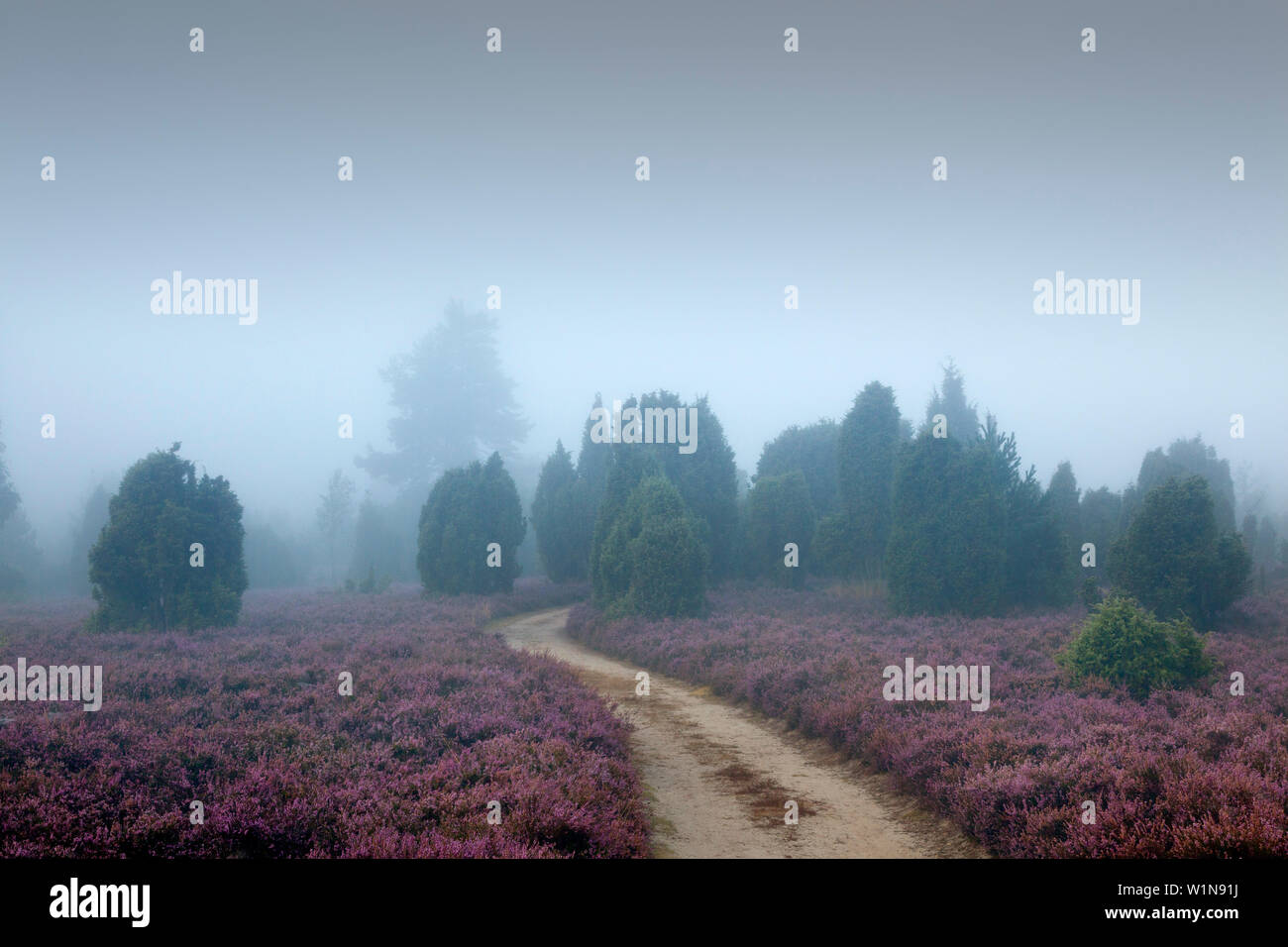 Path through the heather during early morning fog, Lueneburger Heide ...