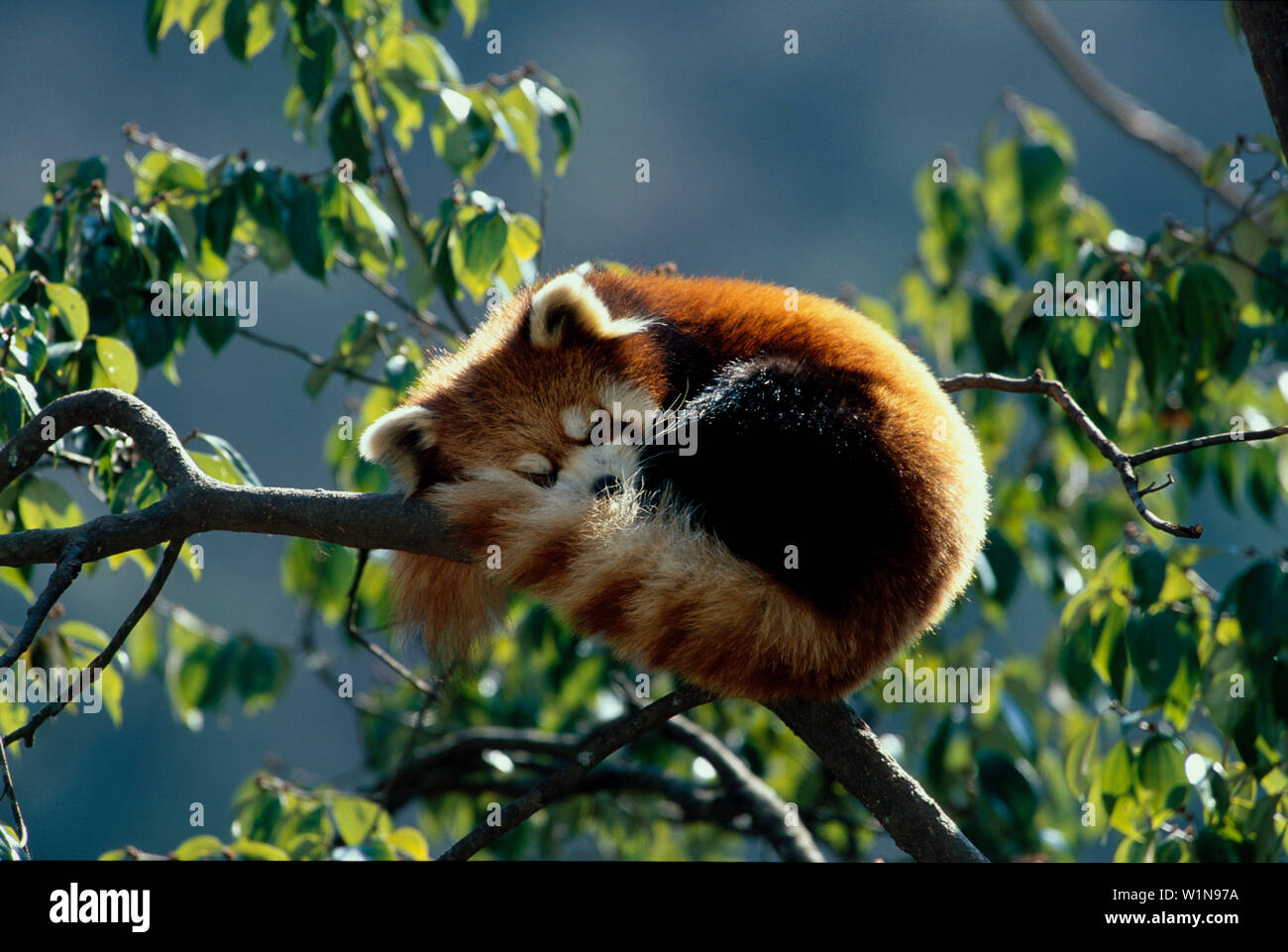 Roter panda hi-res stock photography and images - Alamy