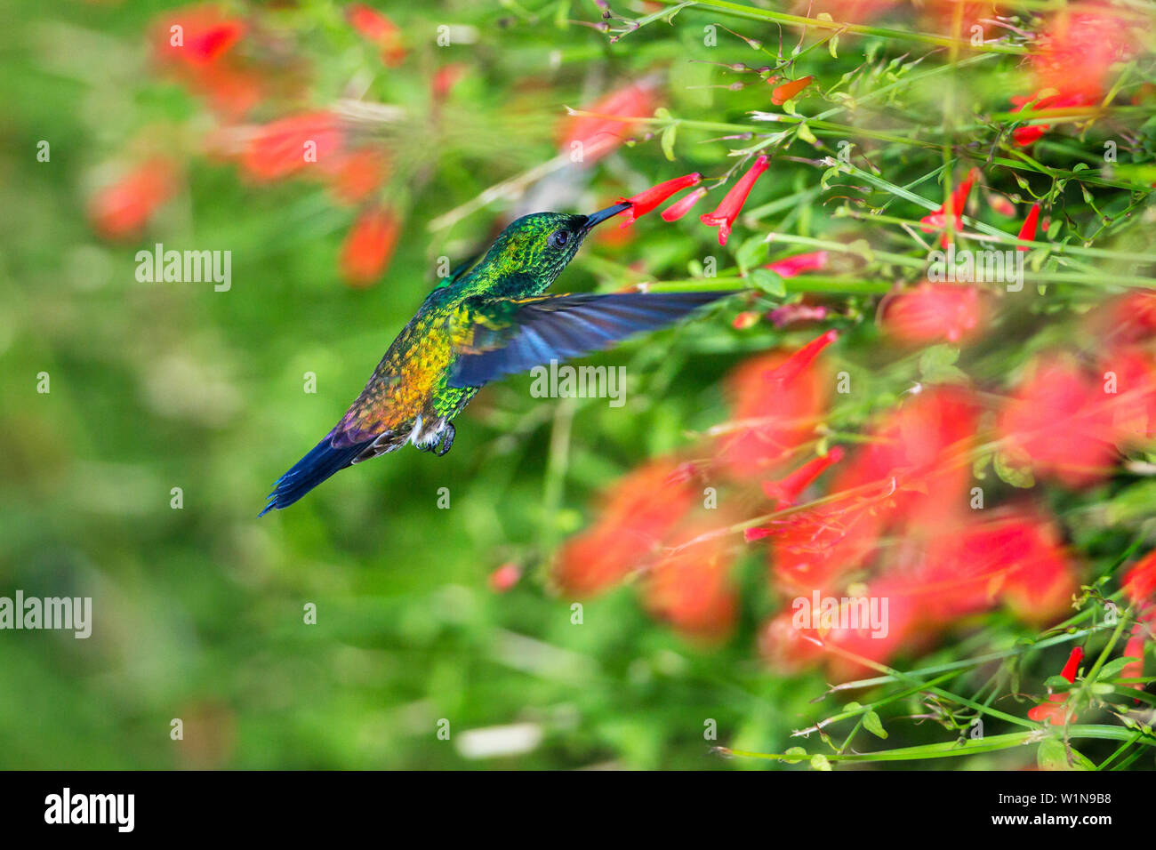 Copper-rumped Hummingbird, male, Saucerottia tobaci, Tobago, West ...