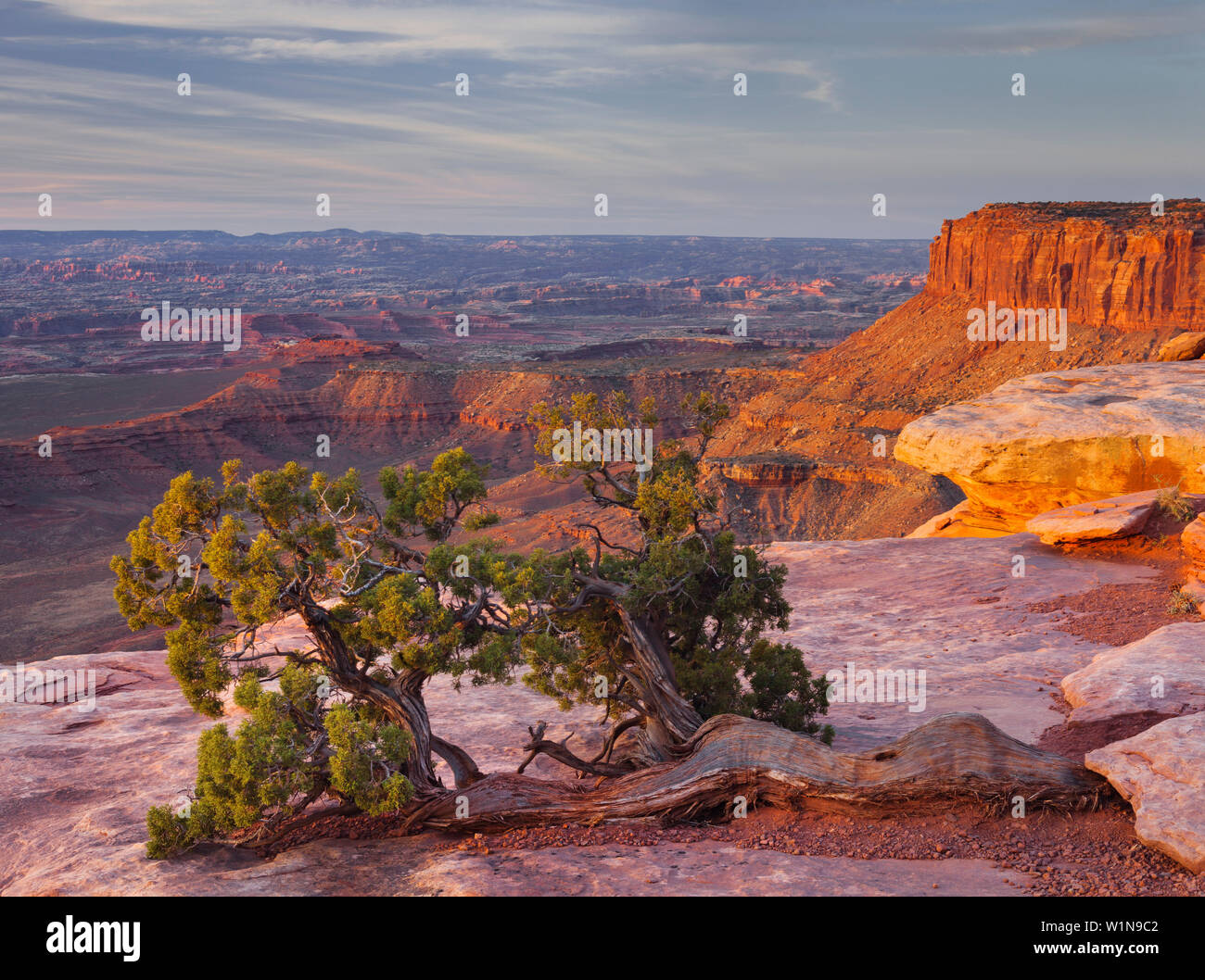 Utah wacholder hi-res stock photography and images - Alamy