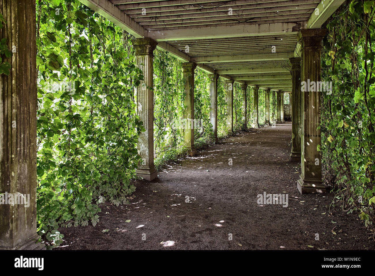 colonnade with the old columns covered with ivy Stock Photo - Alamy