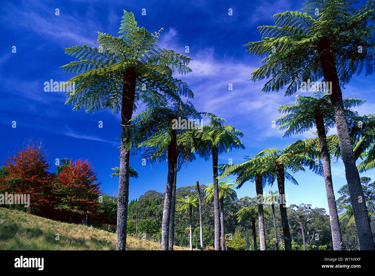Mount wilson australia hi-res stock photography and images - Alamy