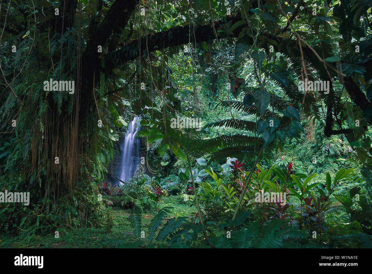 Vaipahi Waterfall, Tahiti French Polynesia Stock Photo - Alamy