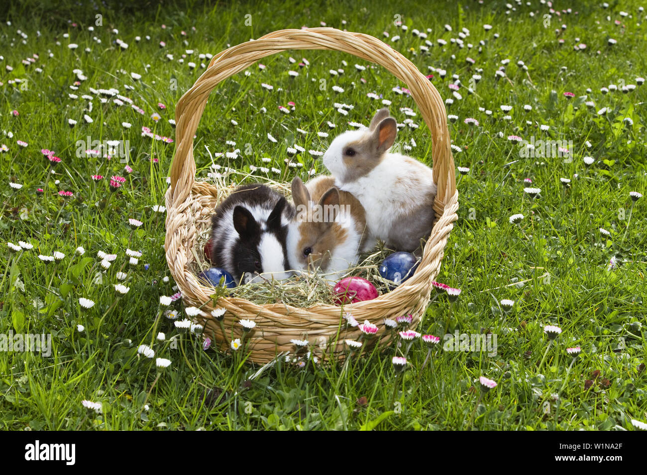 Rabbits in an Easter basket, Oryctolagus cuniculus, Bavaria, Germany ...