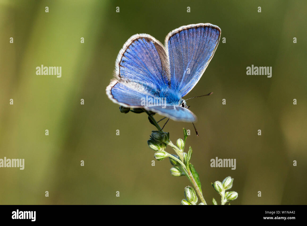 Blue, blue butterfly, Northern Italy, Europe Stock Photo - Alamy