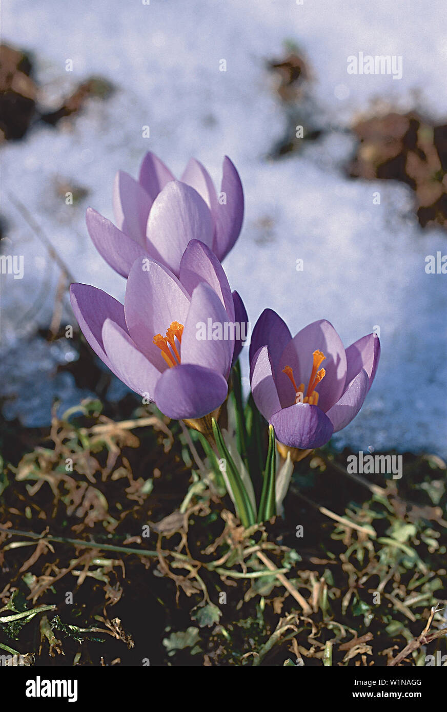 Katalogmotiv hi-res stock photography and images - Alamy