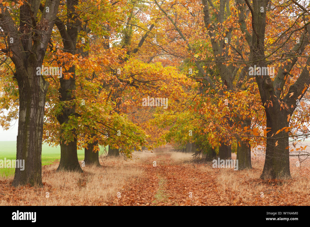 Red oak alley, Niederlausitz region, Brandenburg, Germany Stock Photo ...