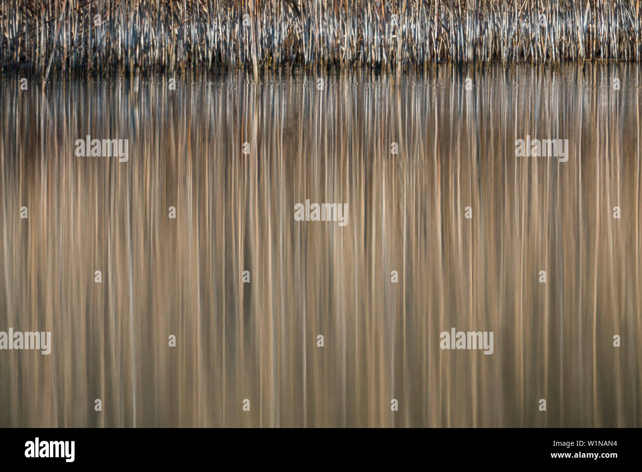 reed in late winter, reflexion in lake, Phragmites australis, Upper ...