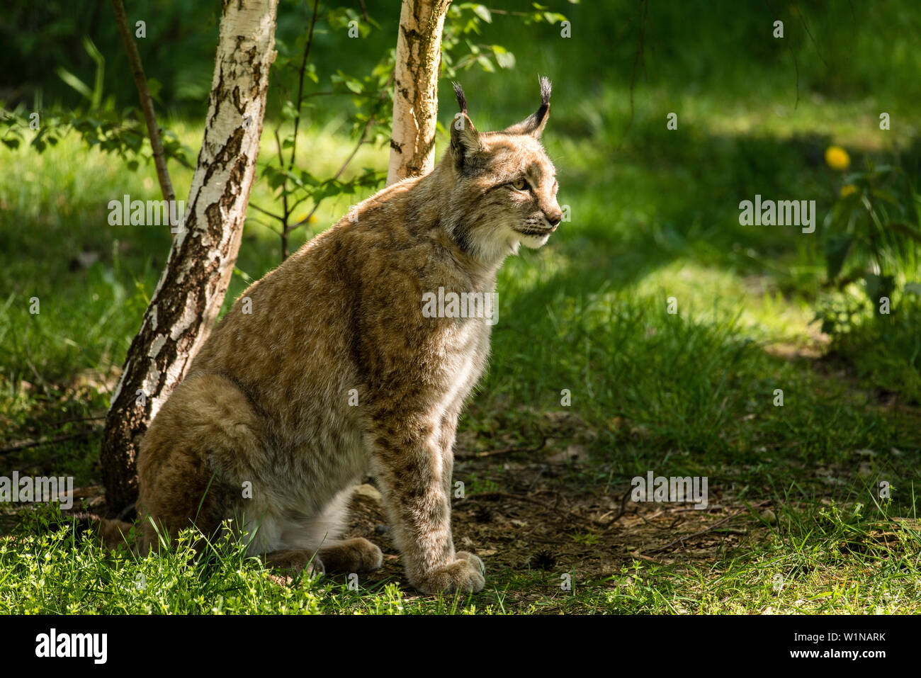 Eurasian lynx, lynx in the undergrowth, wildcat in the forest, Wildlife ...