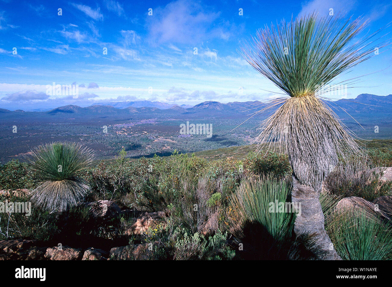 Grass trees, Flinders Ranges NP South Australia Stock Photo - Alamy