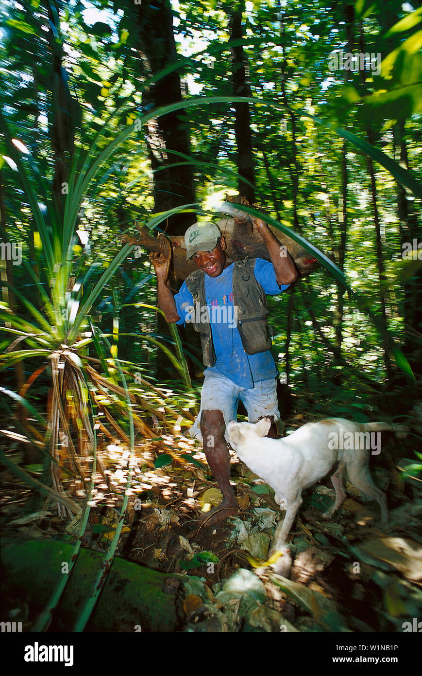 Hunter shoulder a wild-pig, New Britannia Papua New Guinea Stock Photo ...