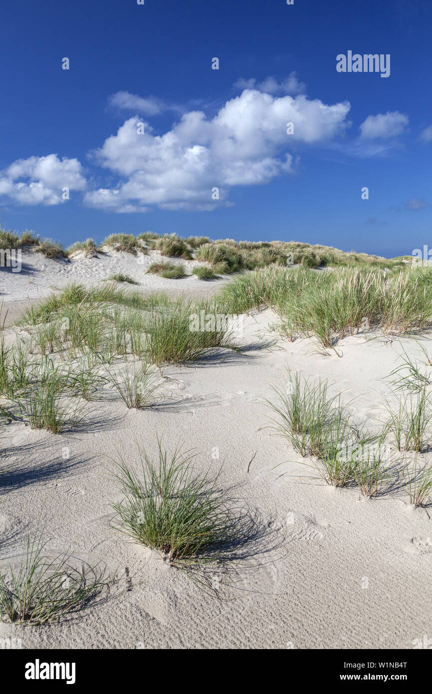 Dunes at headland Grenen at the northern point of Jutland, where ...