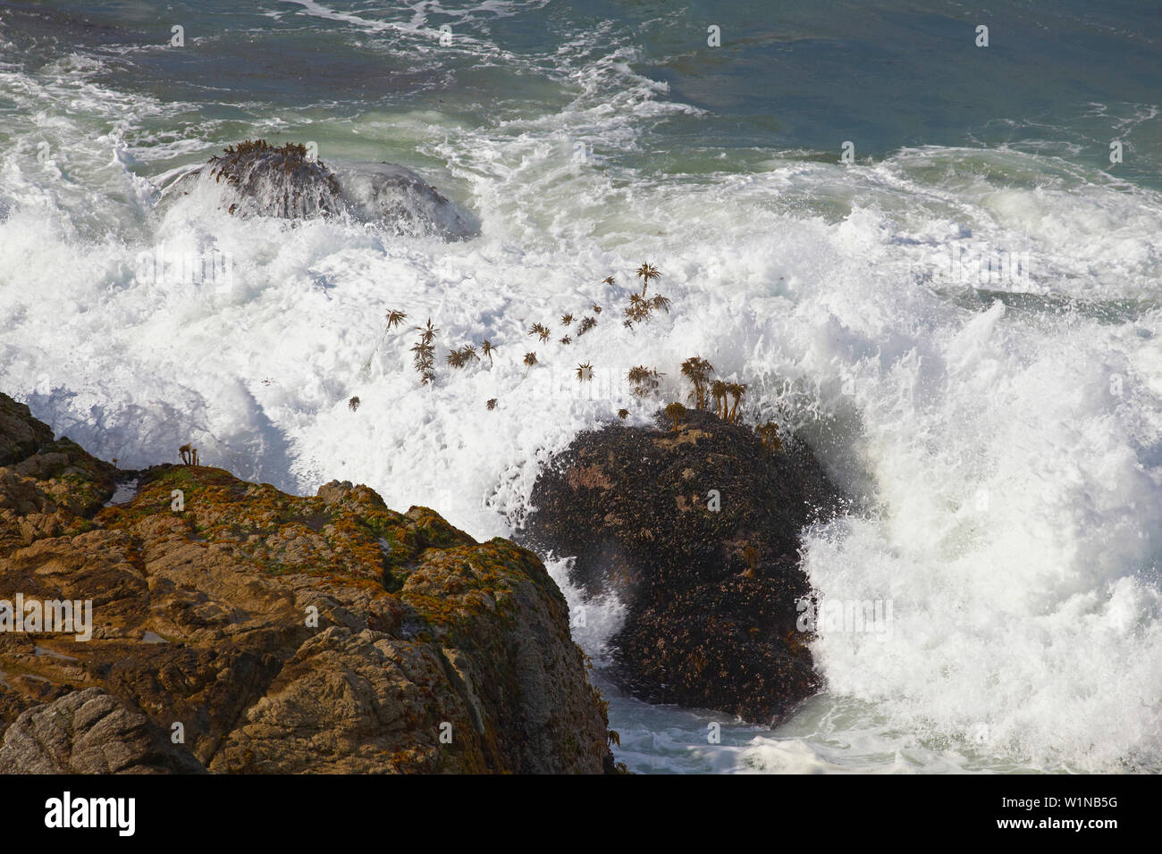 Pacific coast at Bodega Bay , Bodega Head , Pacific Ocean , Sonoma ...