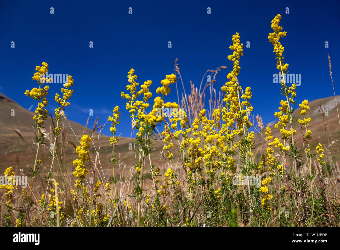 yellow wildflower, Galium verum, Alps, Queyras, France, Europe Stock ...