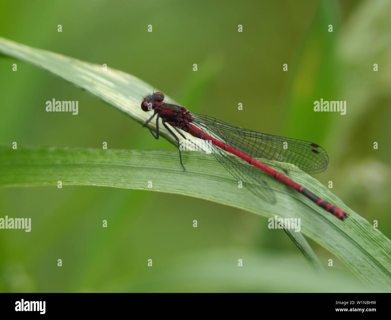 PYRRHOSOMA NYMPHULA Closeup Stock Photo - Alamy