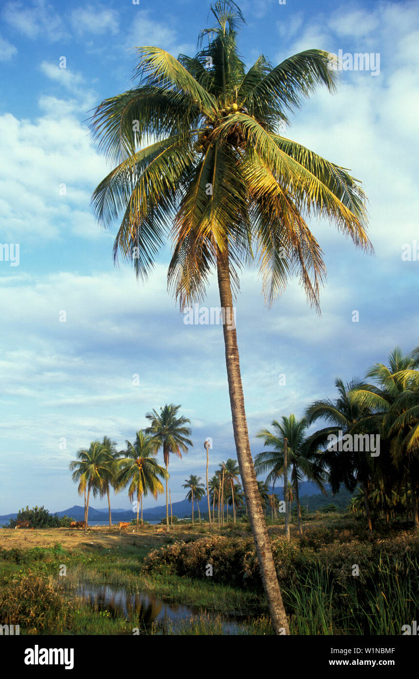 Buff bay hi-res stock photography and images - Alamy