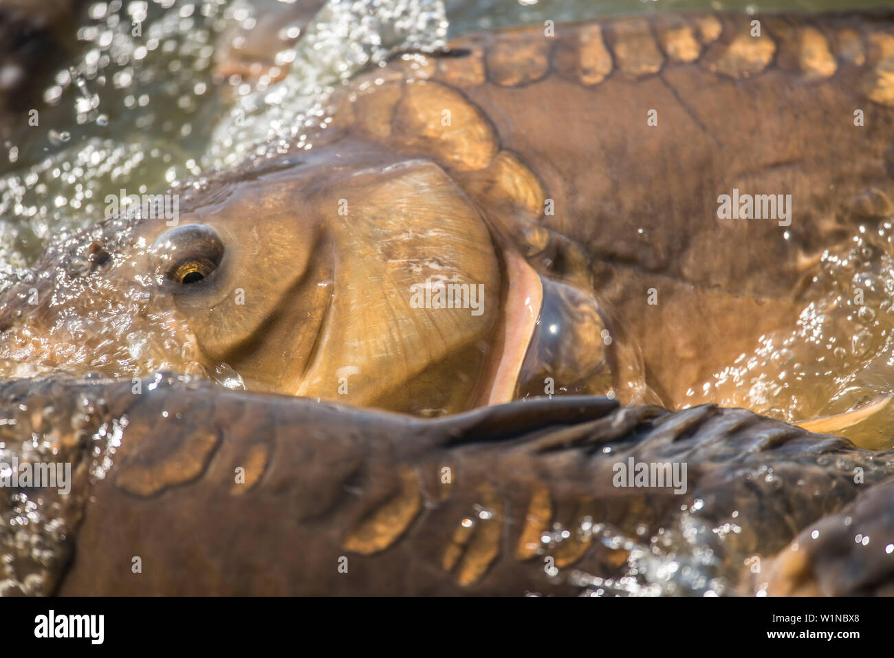 Mirror carp hi-res stock photography and images - Alamy