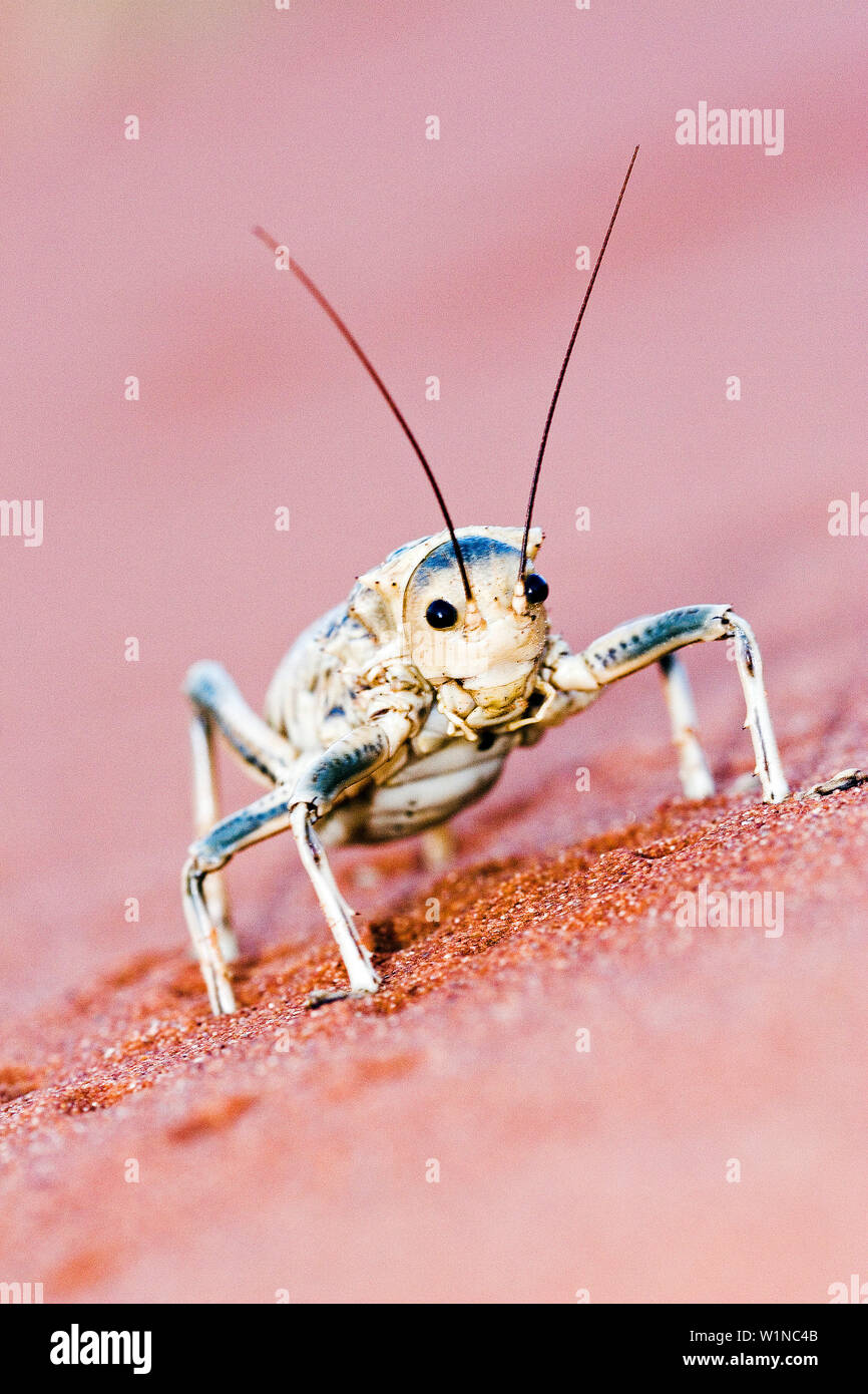 A huge grasshopper, a horned cricket in the desert. Gondwana Namib Park ...