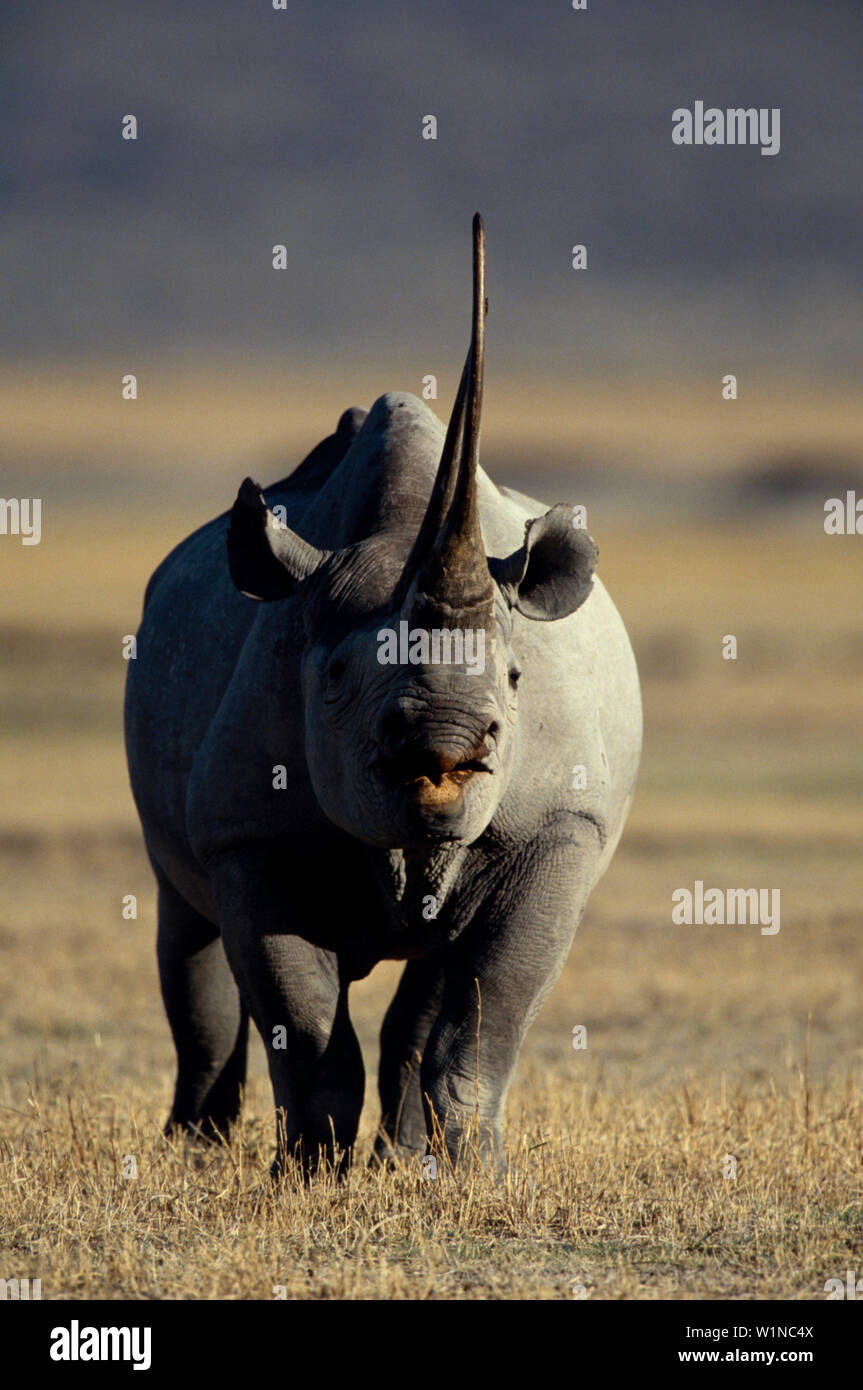 Nashorn symbol hi-res stock photography and images - Alamy
