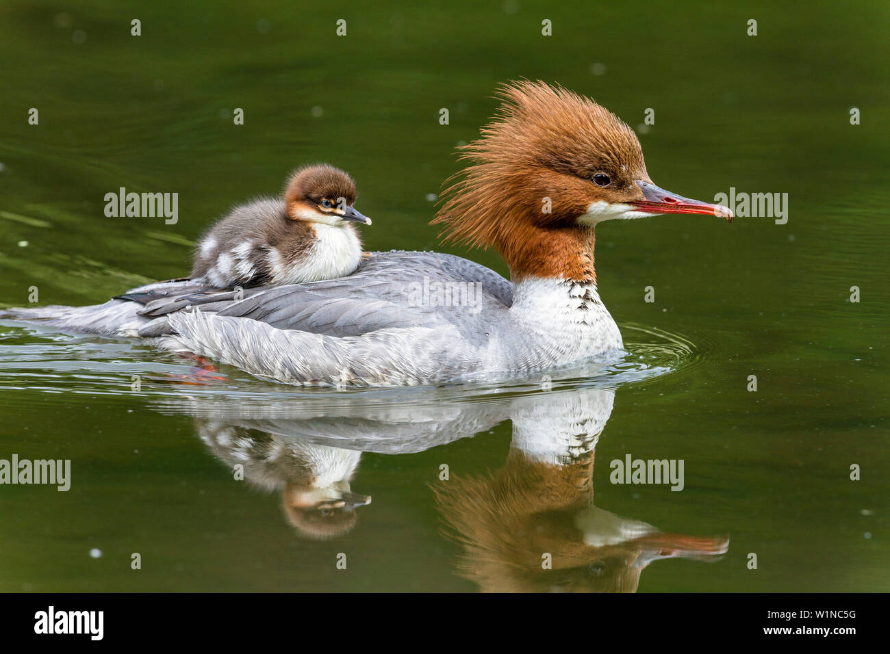 Goosander female with chicks, Mergus merganser, Upper Bavaria, Germany ...