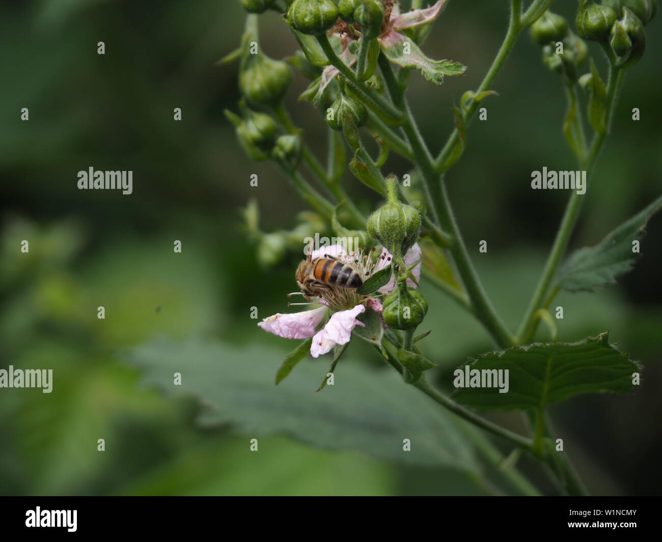 Raspberry Plant Bloom Bee High Resolution Stock Photography and Images ...