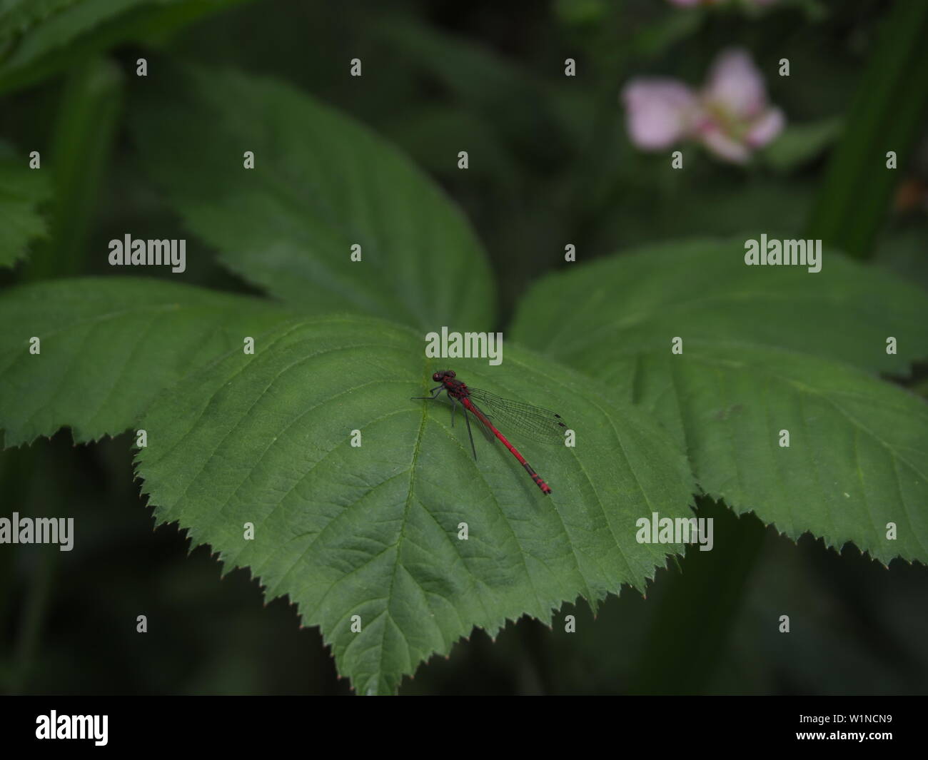 PYRRHOSOMA NYMPHULA Closeup Stock Photo - Alamy