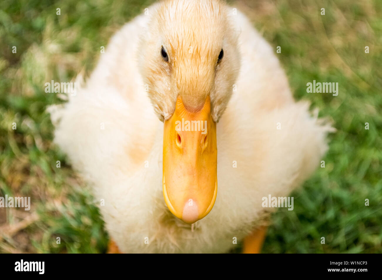 Top view of a yellow duckling head with blurry green grass background ...