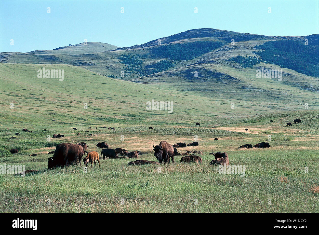 Ravalli montana hi-res stock photography and images - Alamy