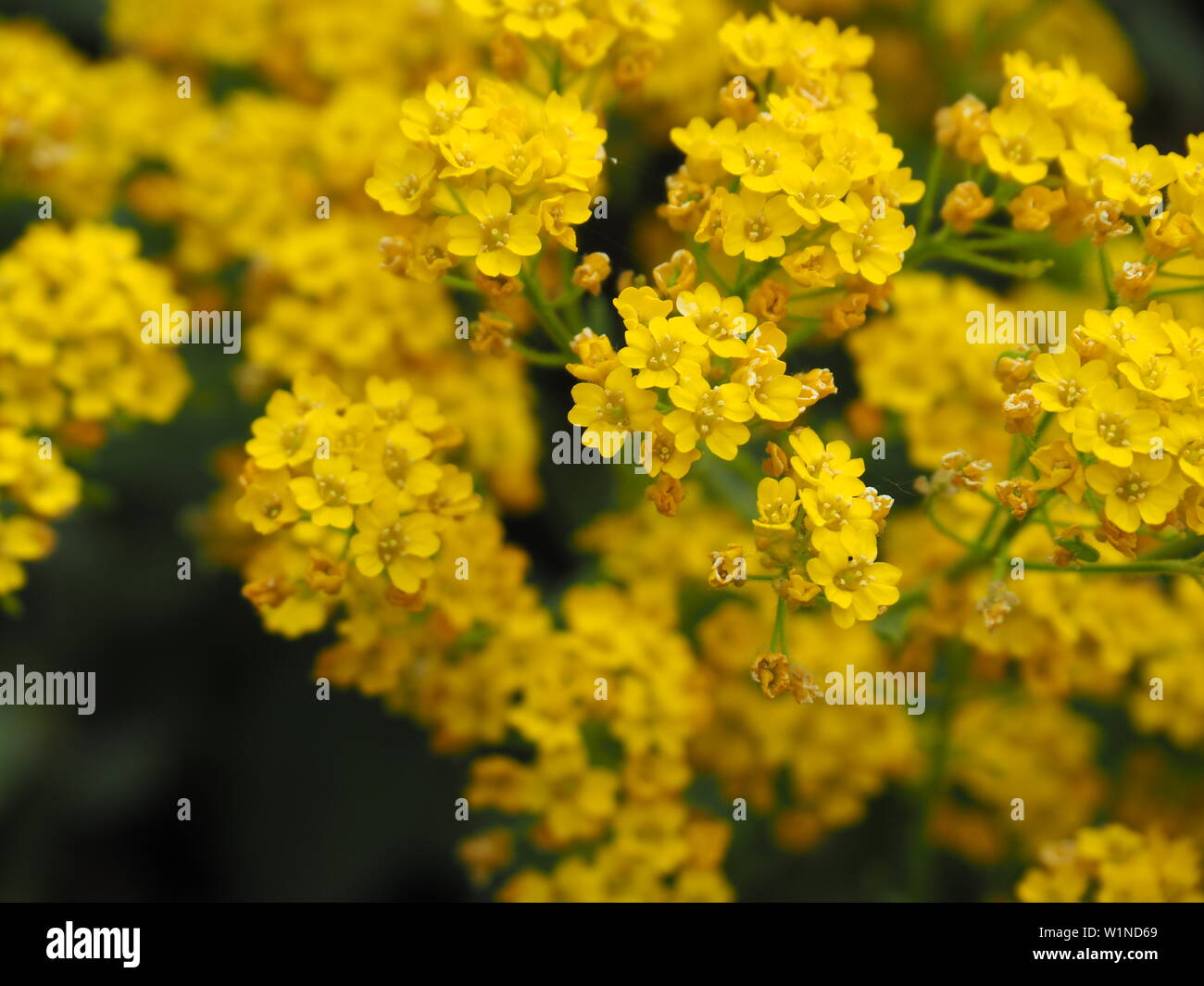 Golden alyssum aurinia saxatilis hi-res stock photography and images ...