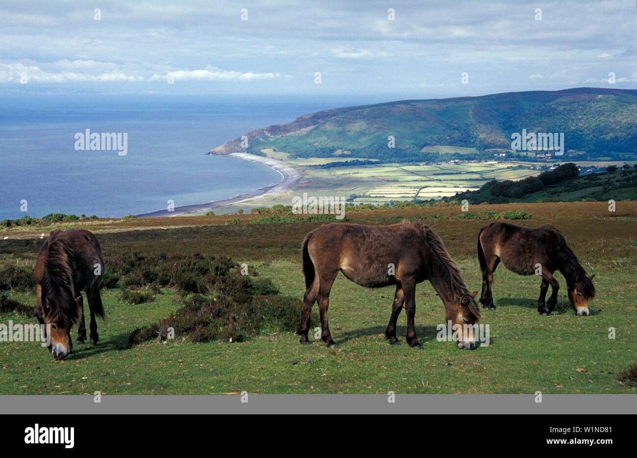 Exmoor, Somerset, Exmoor near Porlock Europe, England Stock Photo - Alamy