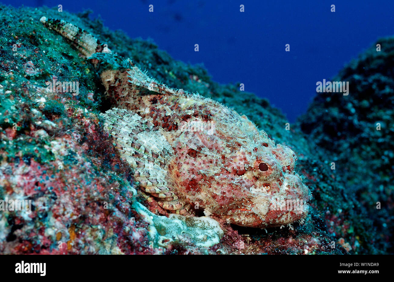 Stone Scorpionfish, Scorpaena plumieri mystes, Mexico, Sea of Cortez ...