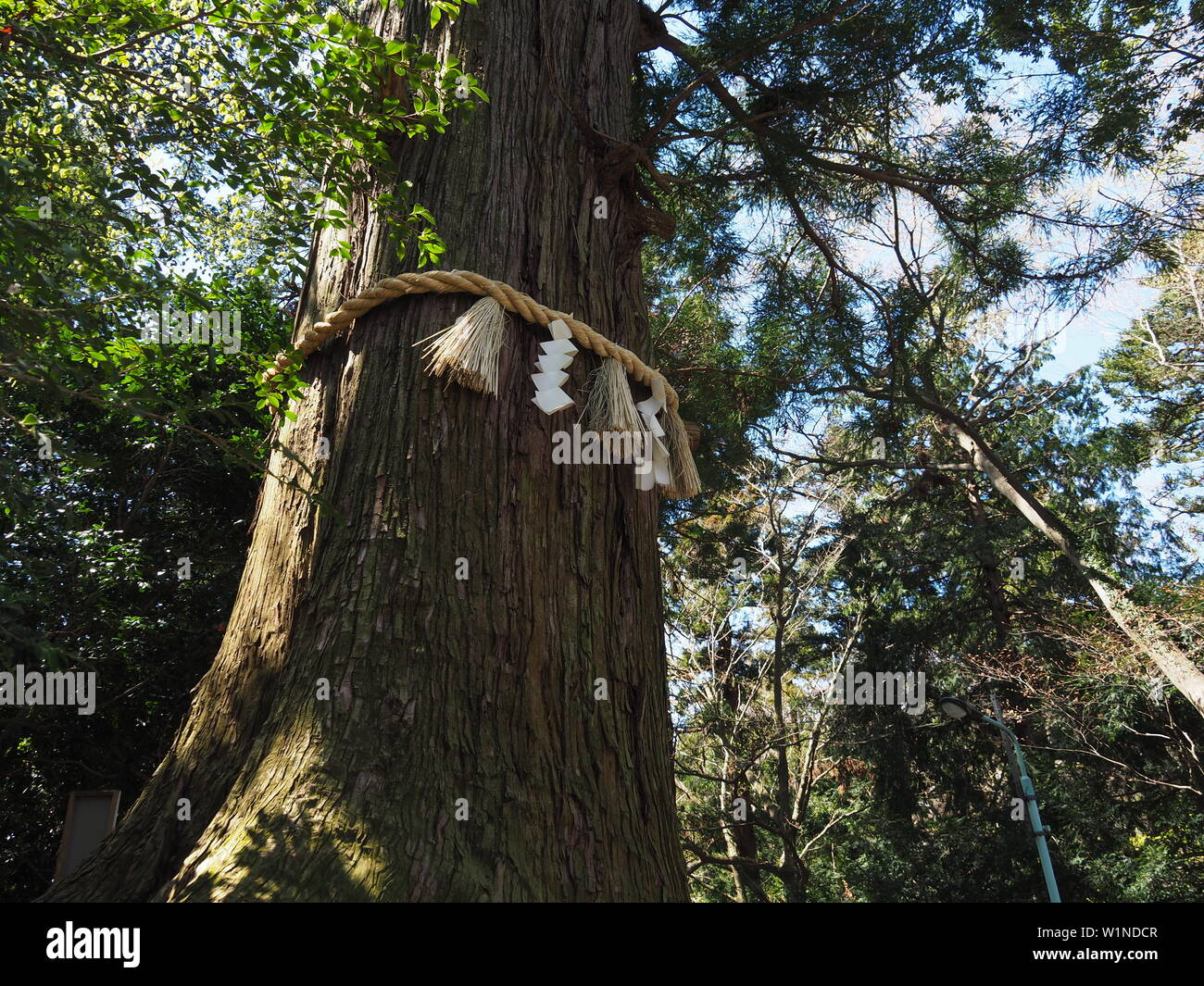 Sugi tree hi-res stock photography and images - Alamy
