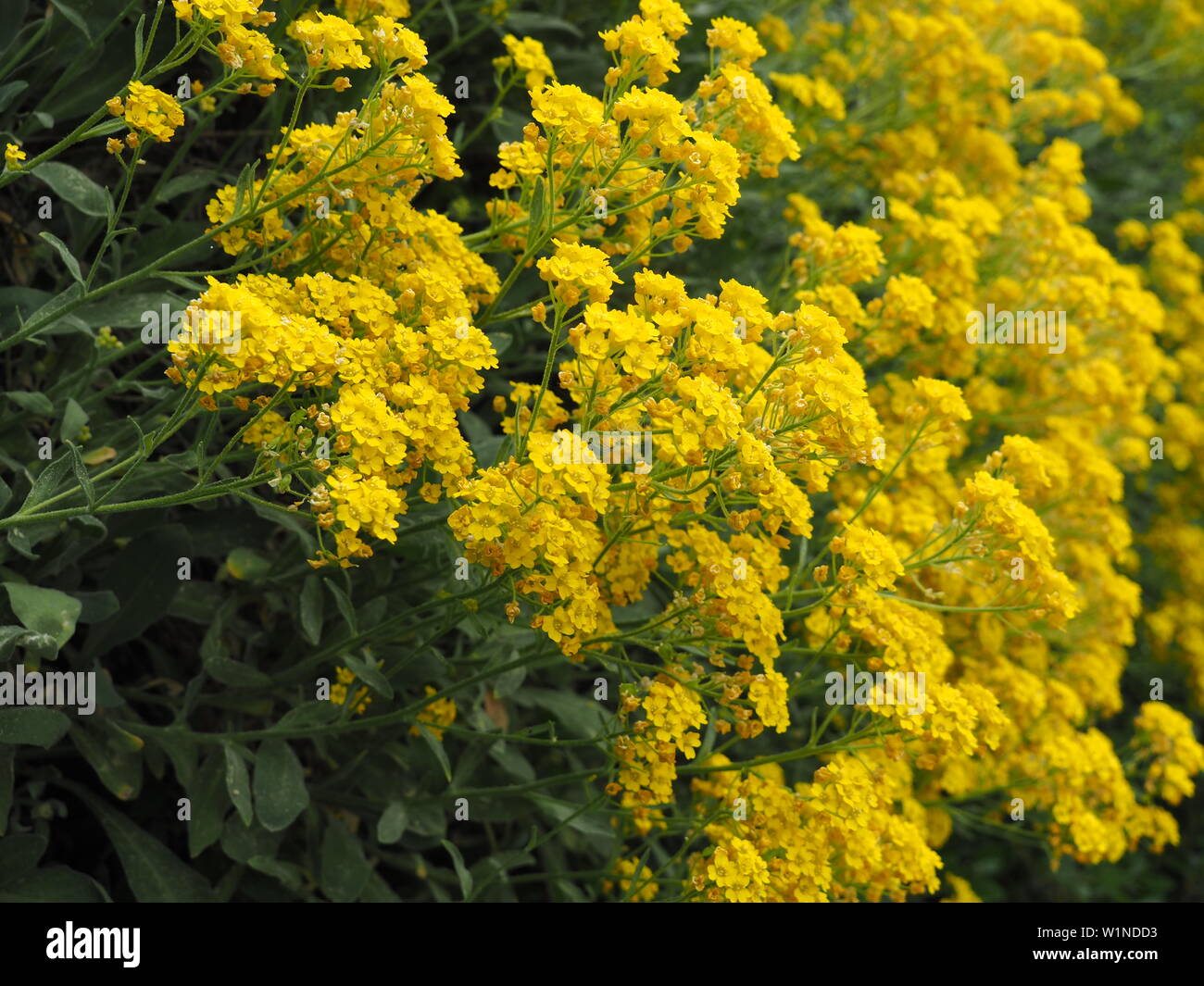 Color spring flower alyssum hi-res stock photography and images - Alamy