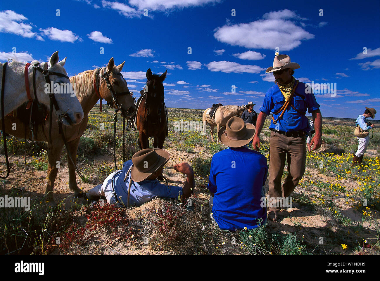 Cowboys cattle australia hi-res stock photography and images - Alamy