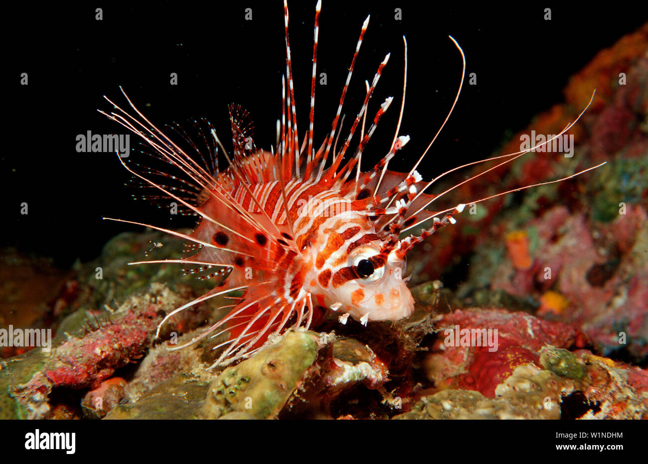 Antennen-Feuerfisch, Spotfin lionfish, Pterois ant, Pterois antennata ...