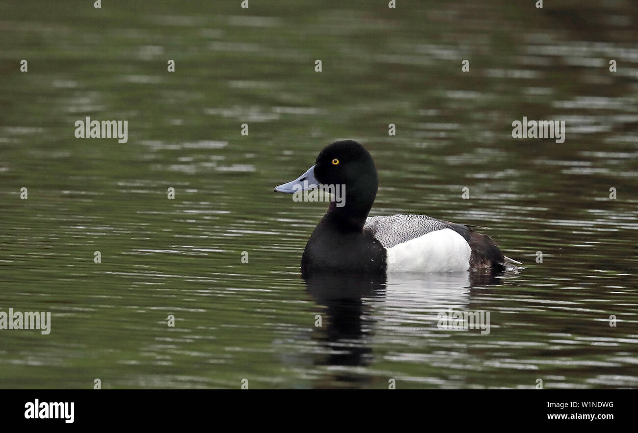 Bluebill duck hi-res stock photography and images - Alamy
