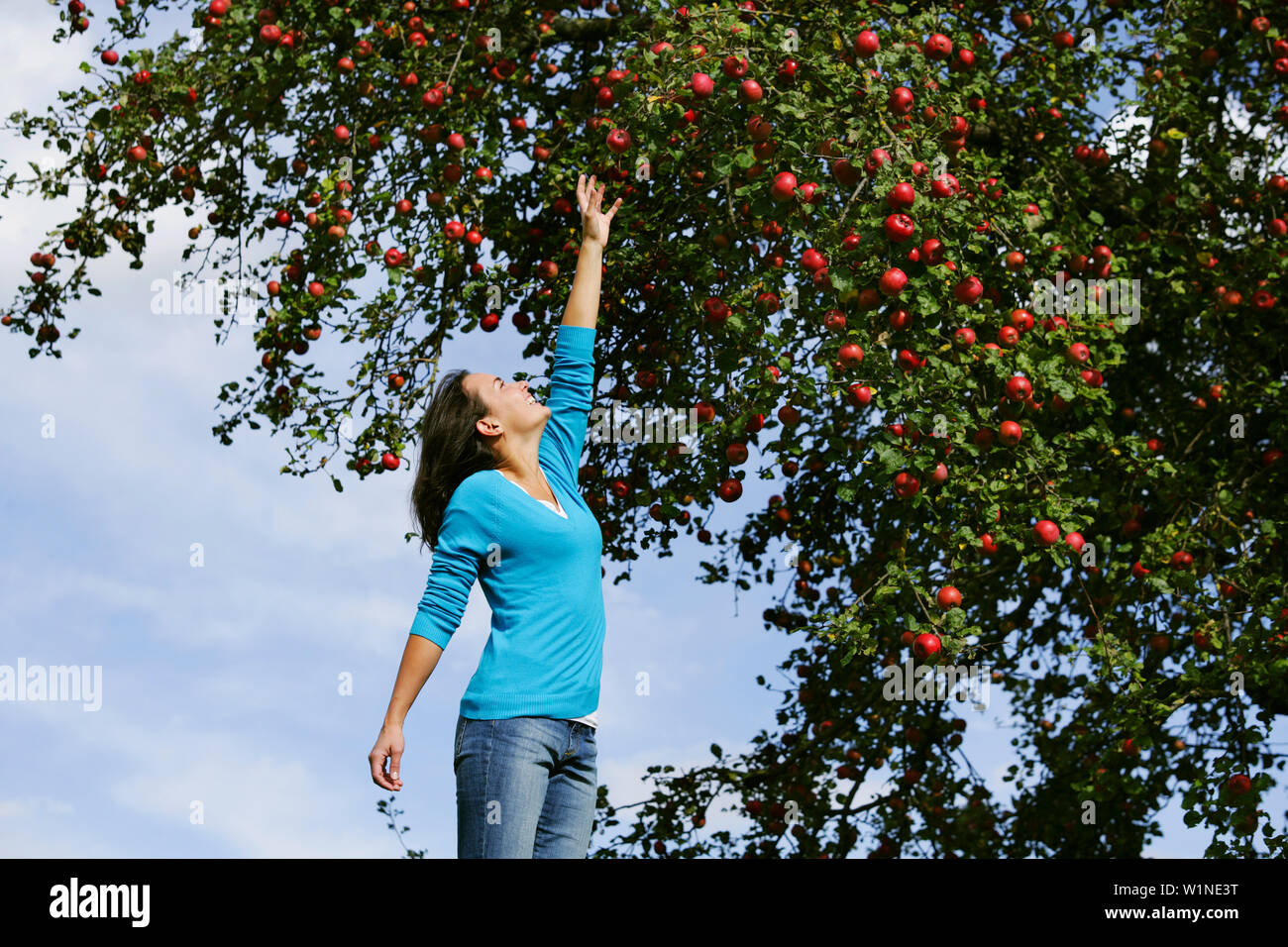 One year old apple trees hi-res stock photography and images - Alamy